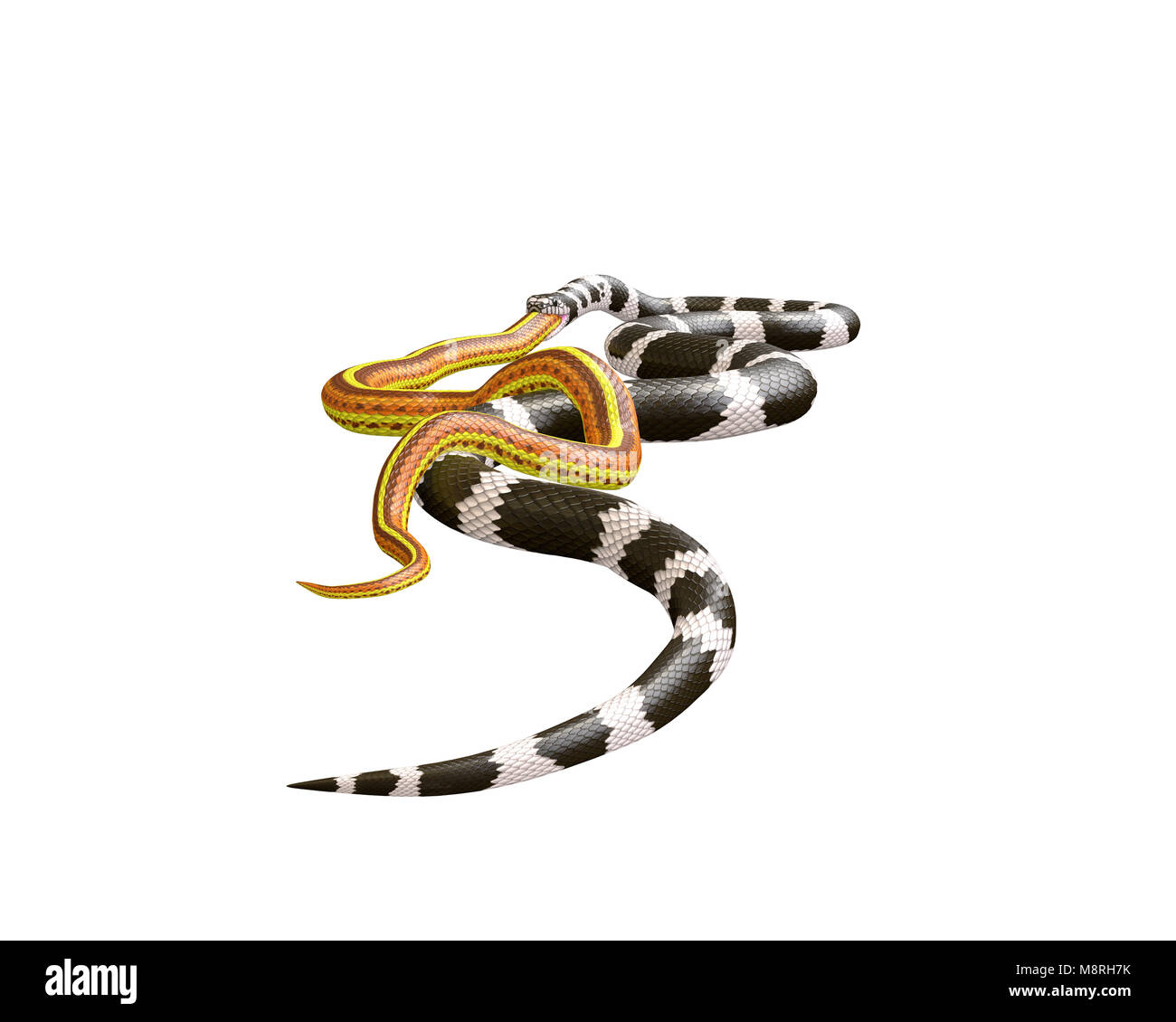Adder snake egg hi-res stock photography and images - Alamy
