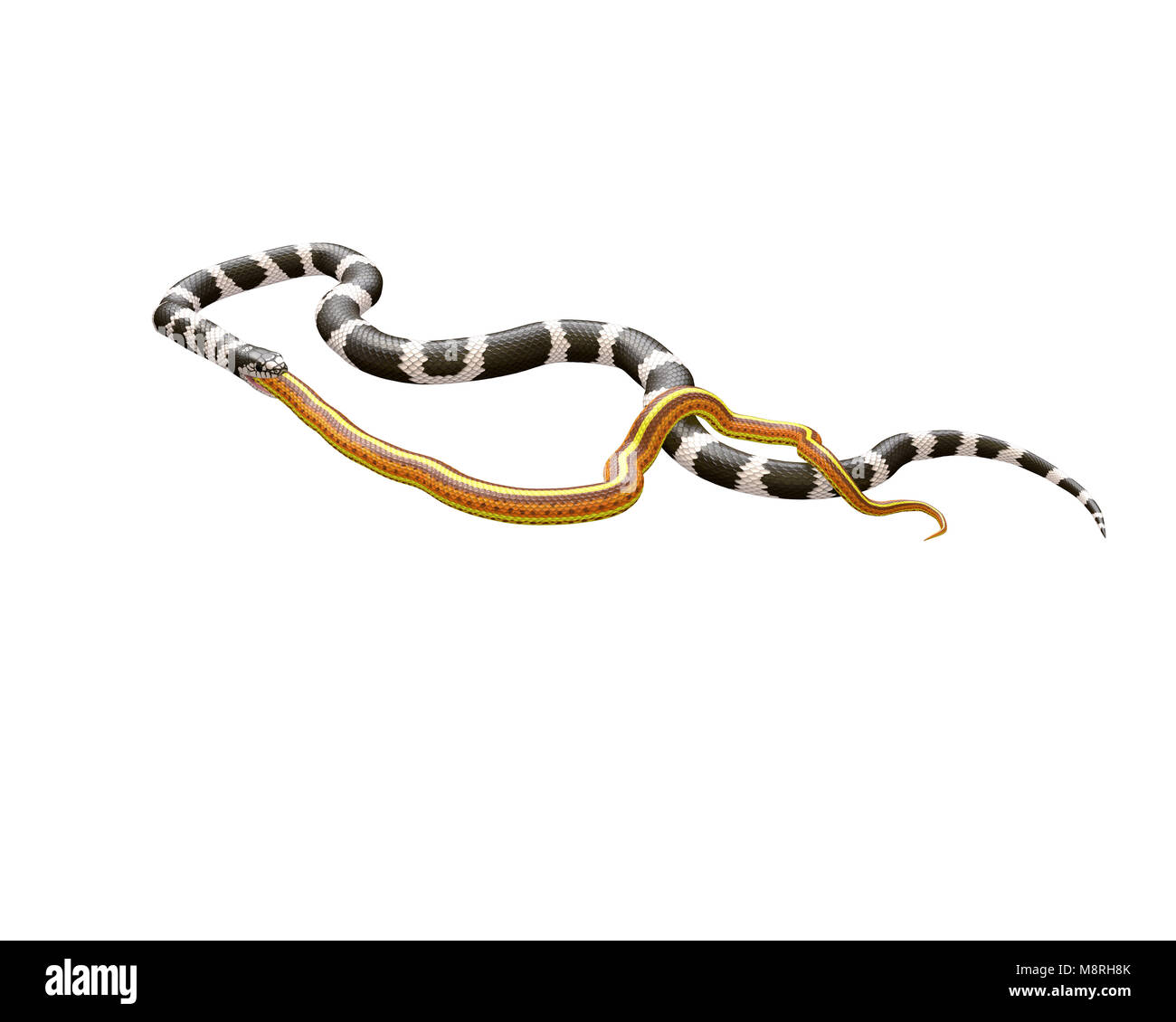 3D Illustration of a California King Snake Swallowing a Yellow Snake ...