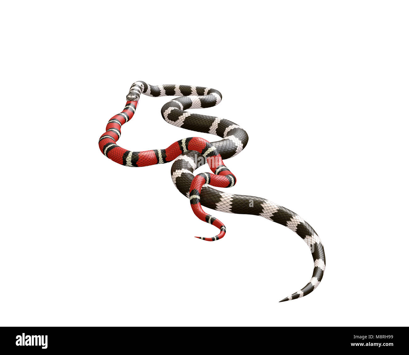 3D Illustration of a California King Snake Swallowing a Scarlet King ...