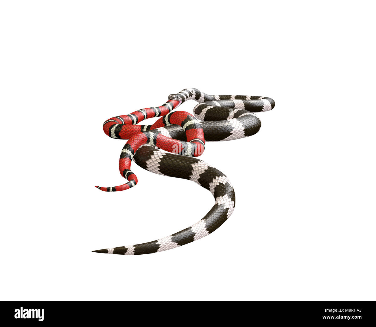 3D Illustration of a California King Snake Swallowing a Scarlet King ...