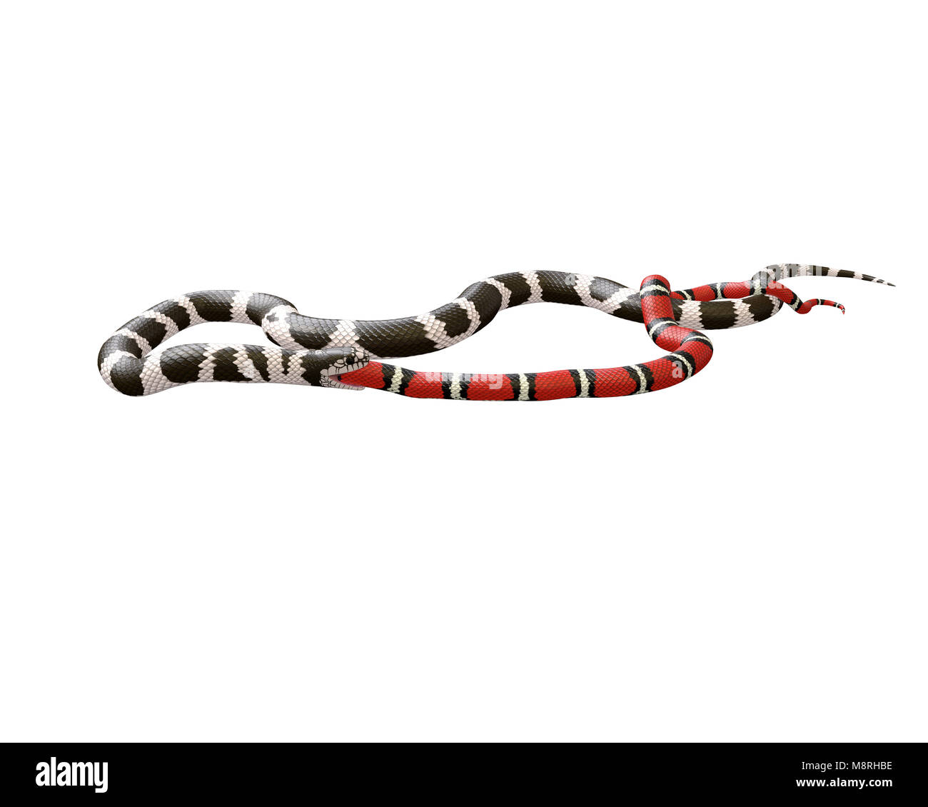 3D Illustration of a California King Snake Swallowing a Scarlet King ...