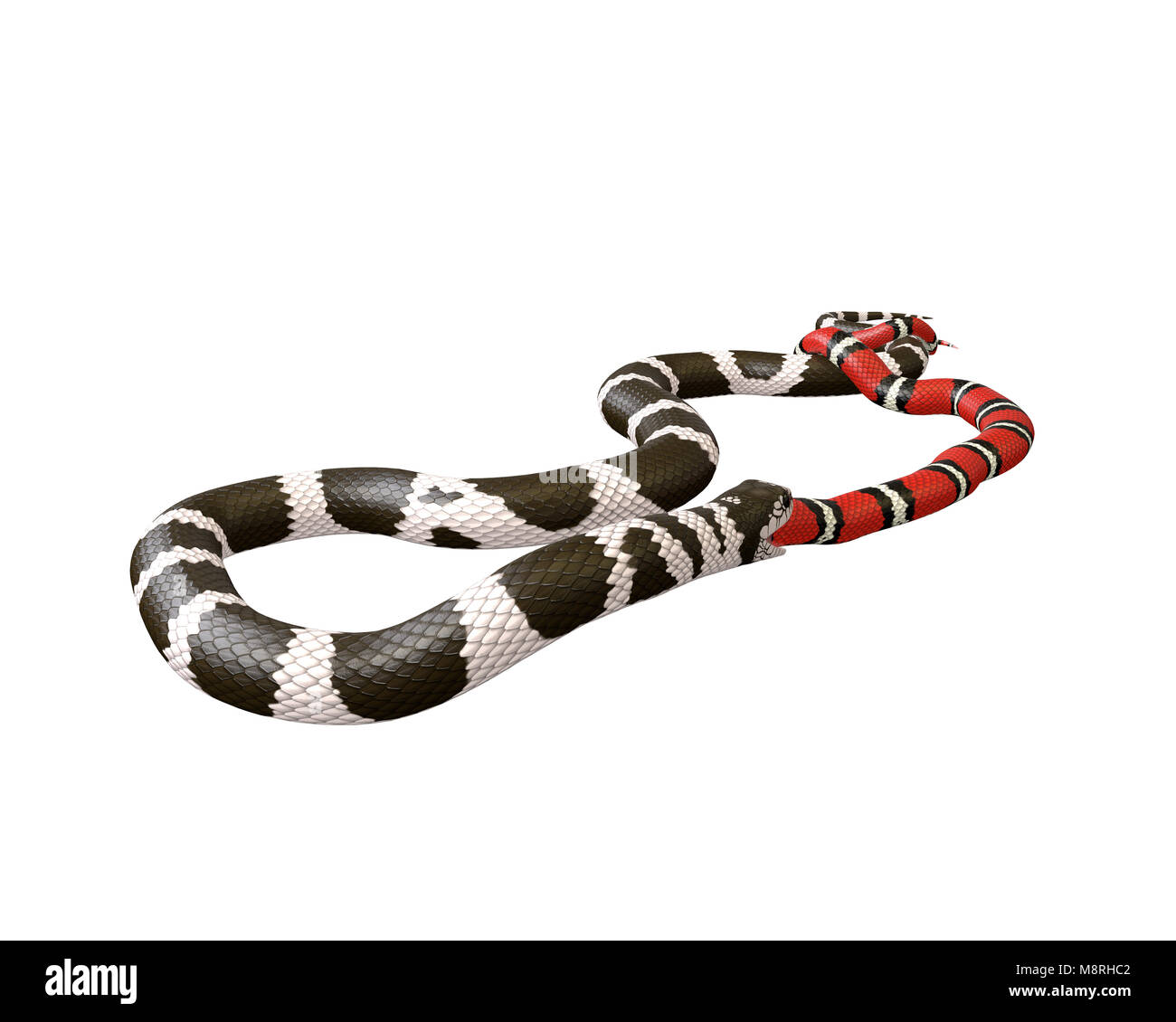 California king snake hi-res stock photography and images - Alamy