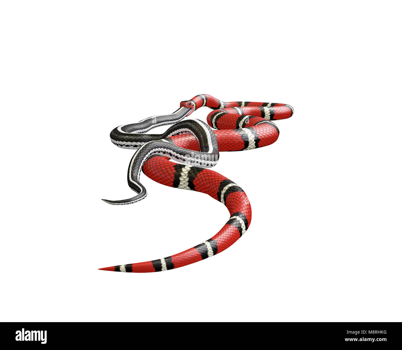 Adder snake egg hi-res stock photography and images - Alamy