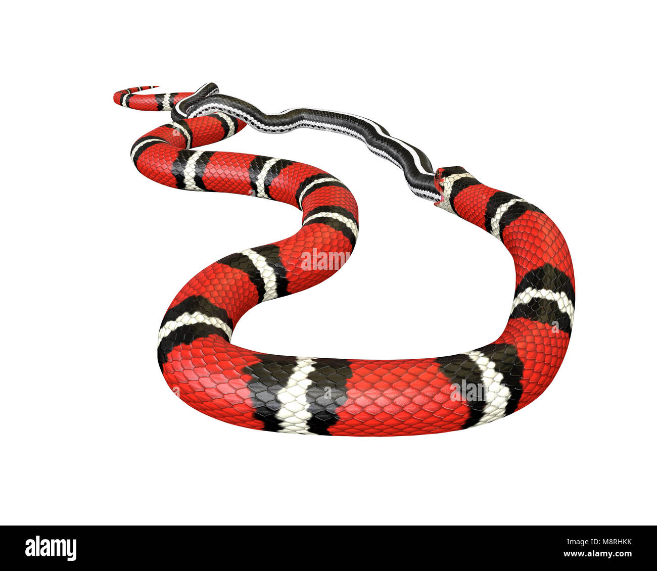 Burmese Python Eating High Resolution Stock Photography and Images - Alamy