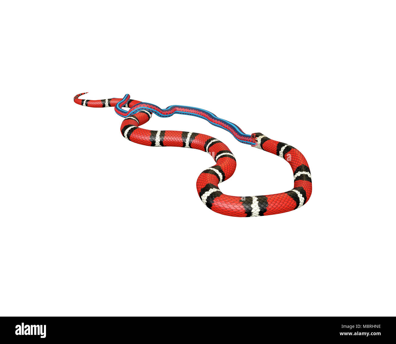 Blue garter snake hi-res stock photography and images - Alamy
