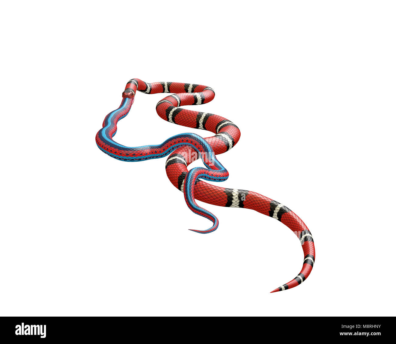 Adder snake egg hi-res stock photography and images - Alamy