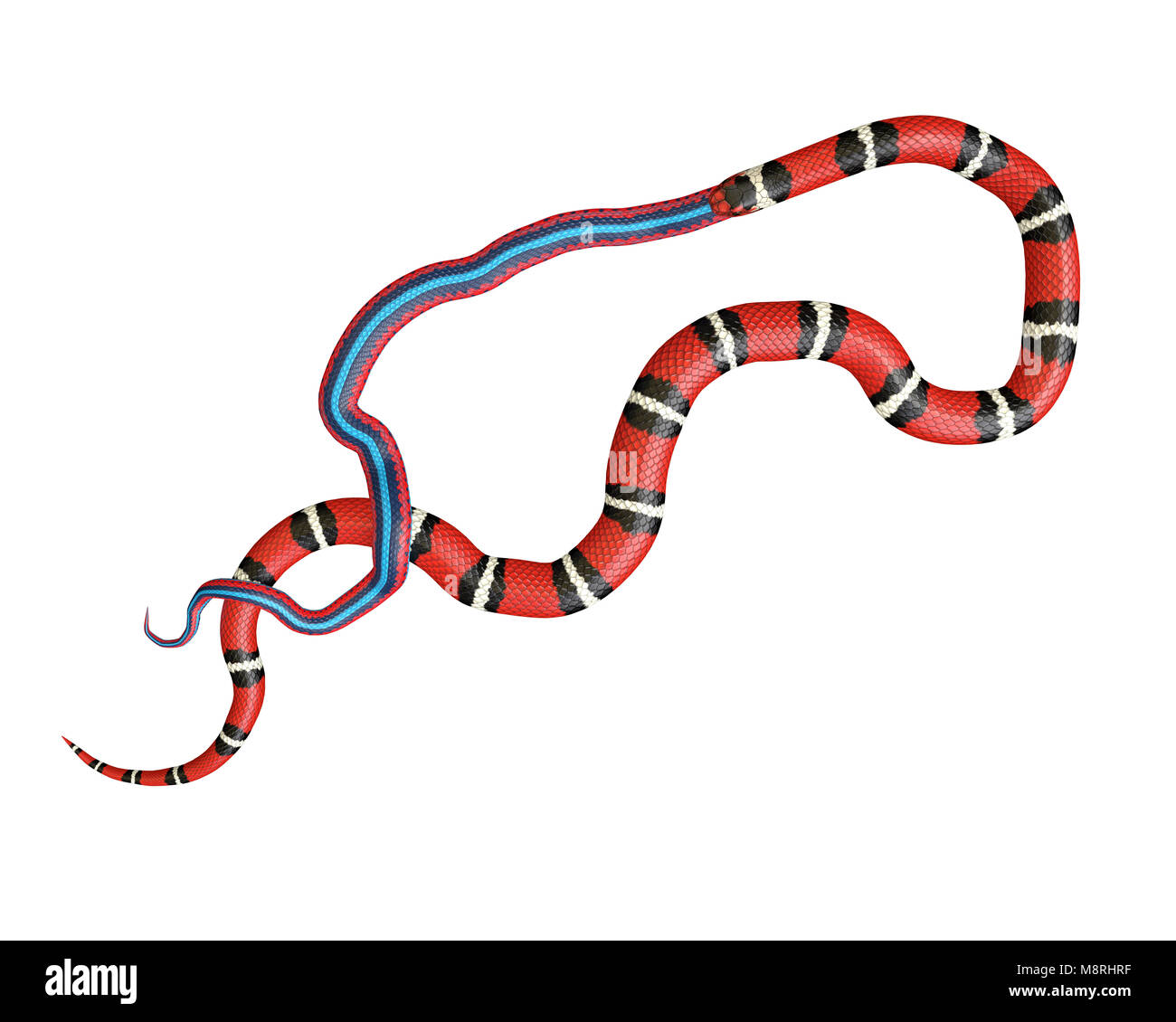 Adder snake egg hi-res stock photography and images - Alamy