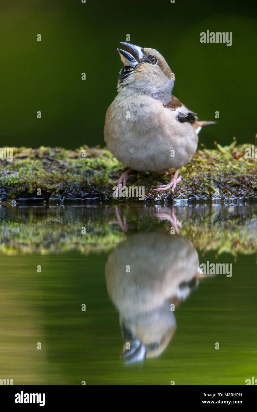 Female Hawfinch (Coccothraustes coccothraustes) beside a forest pool ...
