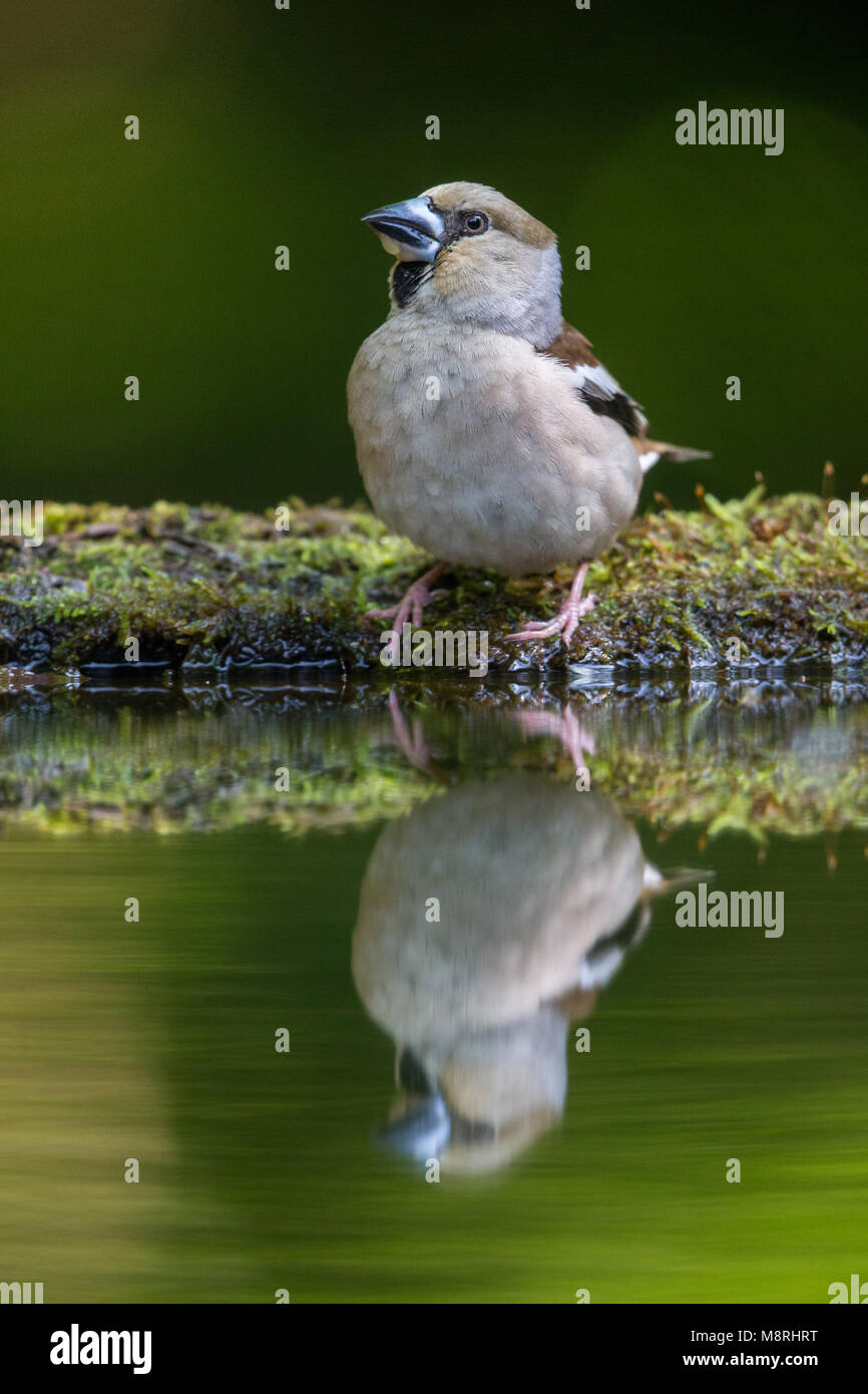 Female Hawfinch (Coccothraustes coccothraustes) beside a forest pool ...