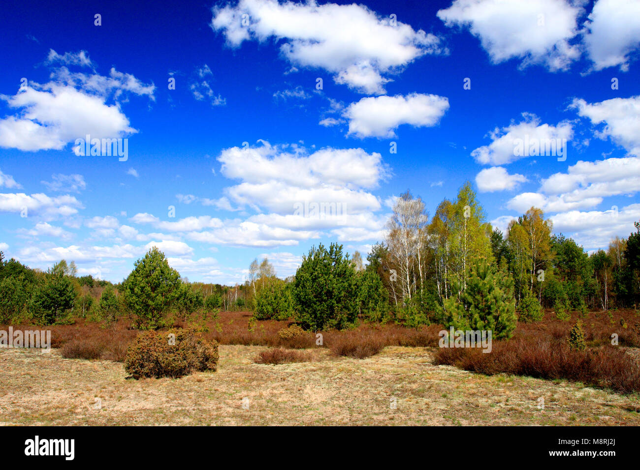 Panoramic view of grassy forest meadows in spring season in central ...