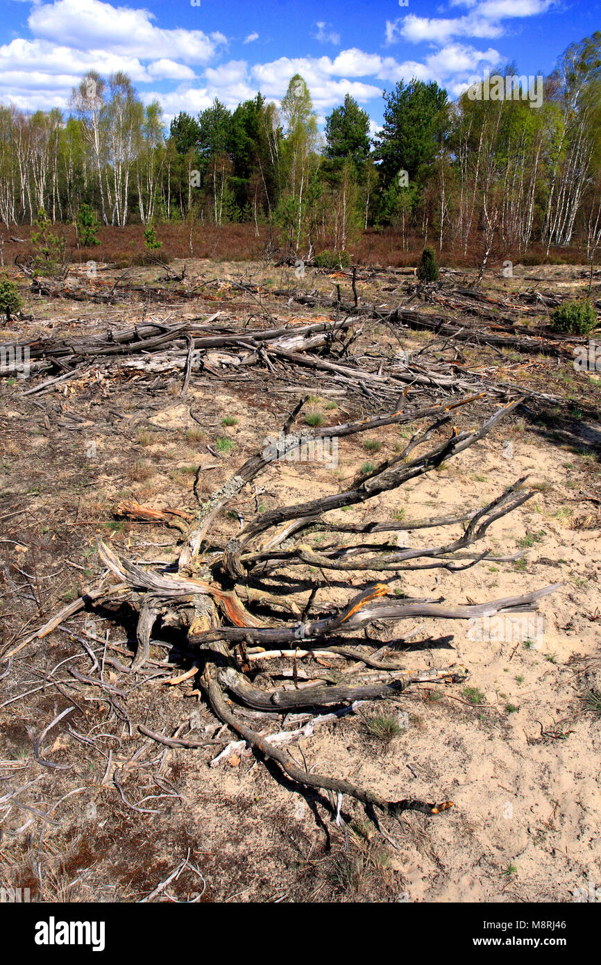 Panoramic view of sandy forest meadows with storm destructions in ...
