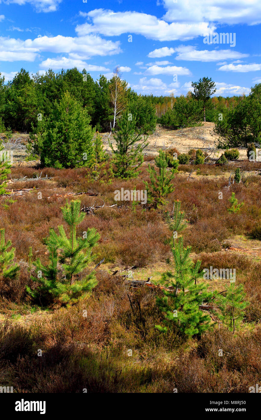 Panoramic view of grassy forest meadows in spring season in central ...