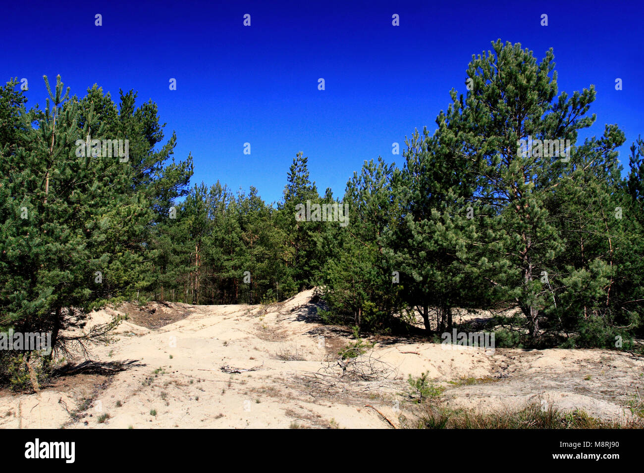 Panoramic view of forest sand dunes over peat bog within the Calowanie ...