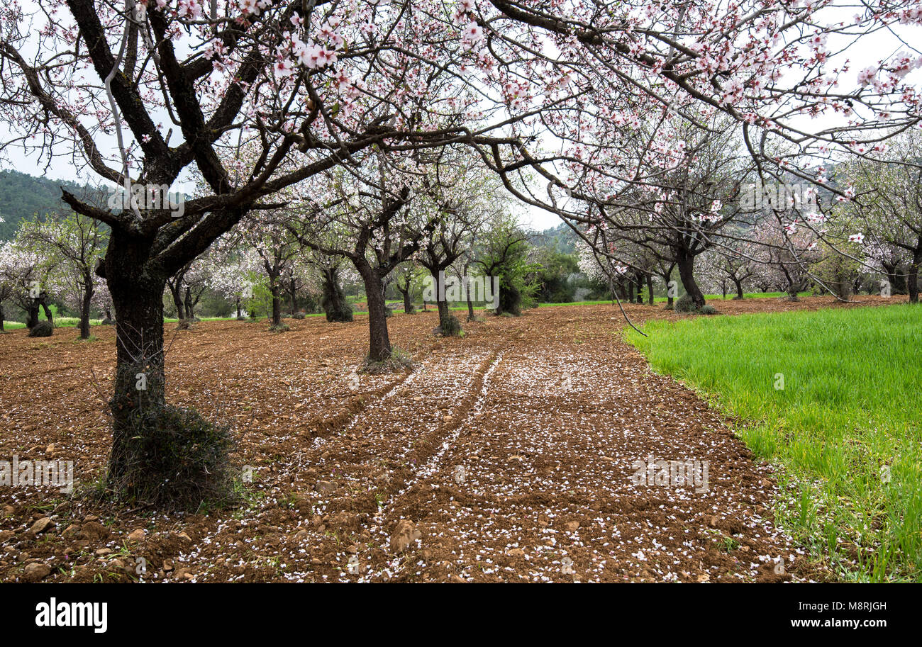 Bud blossom in the spring with scenery in the spring hi-res stock ...
