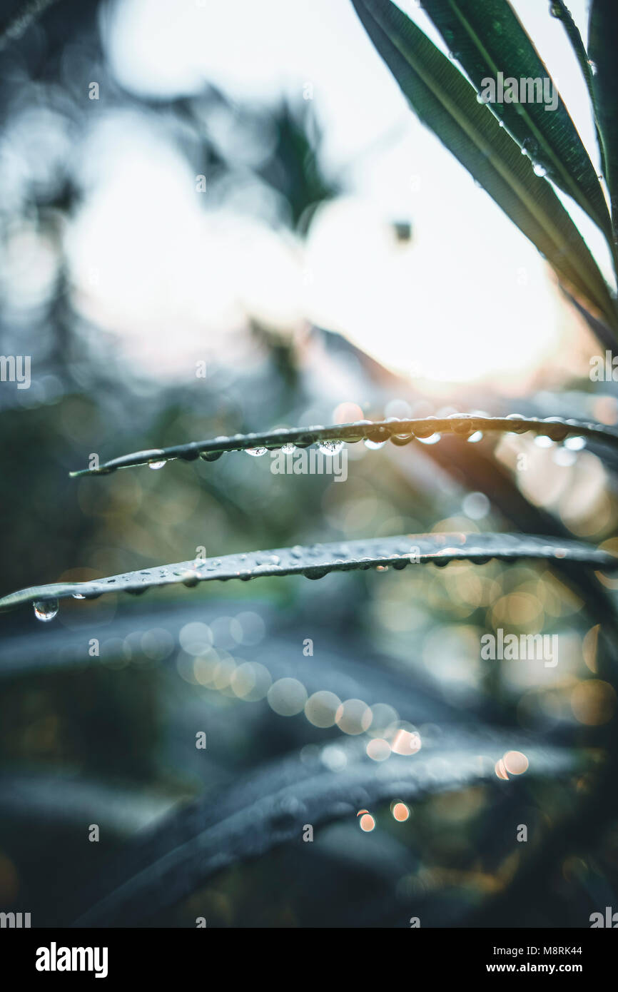 Rainy season plants hi-res stock photography and images - Alamy