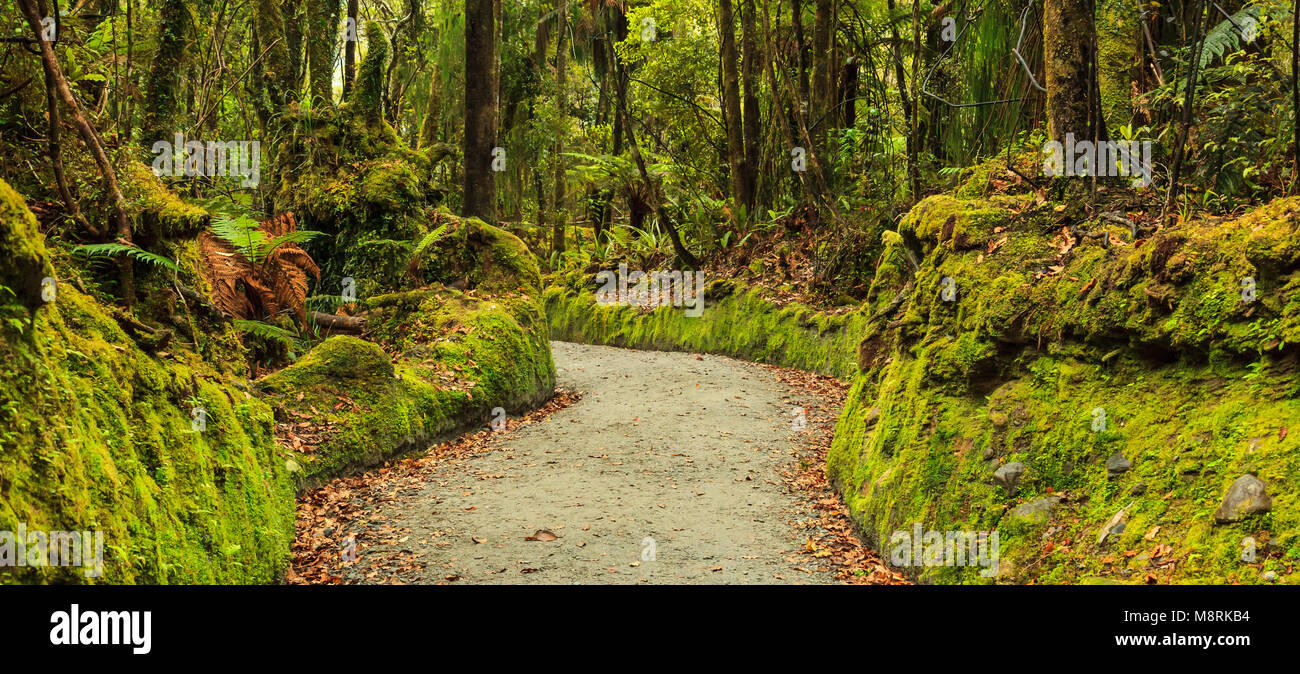 colorful fresh bright green moss passage in the park, lichen walkway ...