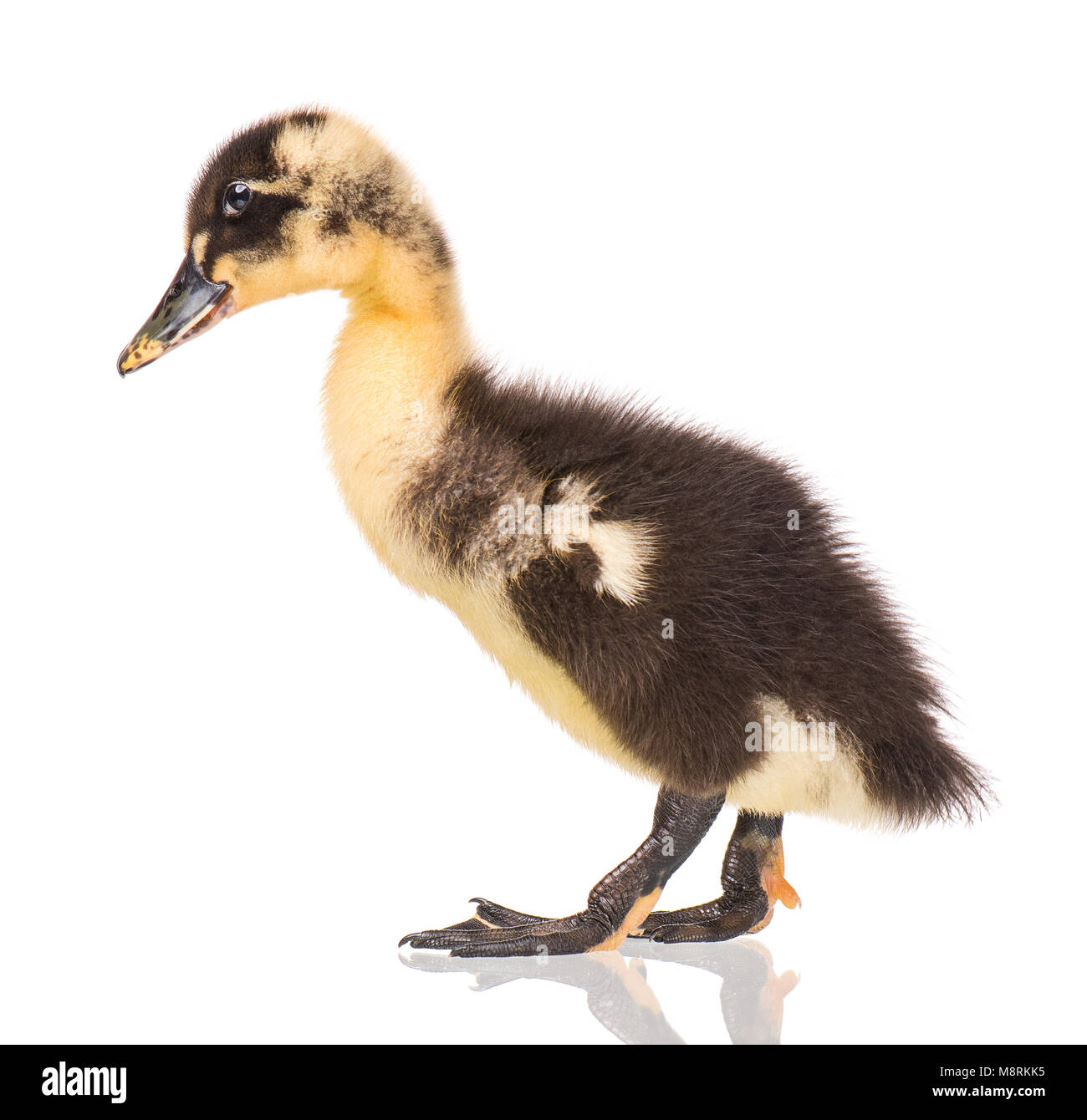 Cute little black newborn duckling isolated on white background. Newly ...