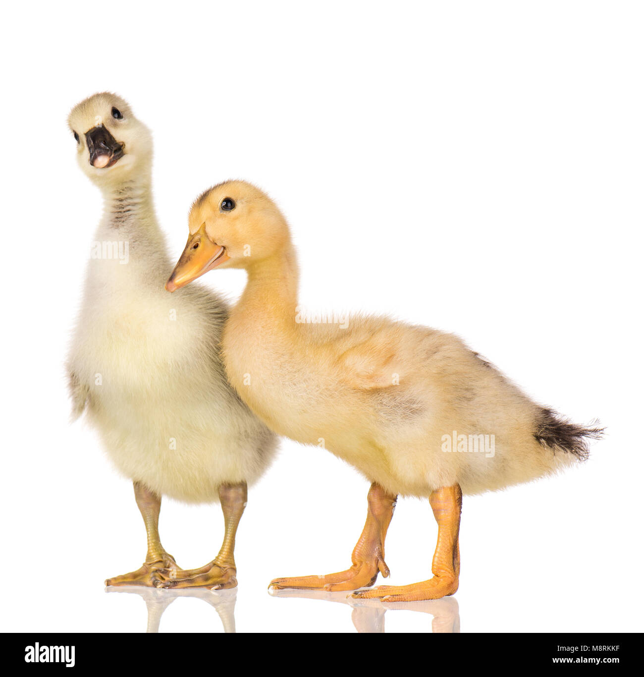 Cute little newborn fluffy gosling and duckling. Two young goose and ...
