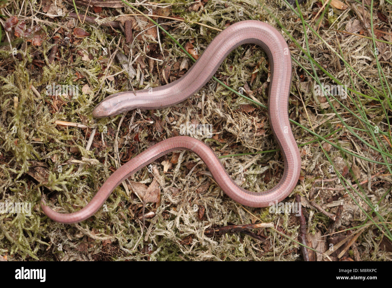 Male slow worm, anguis fragilis, basking Stock Photo - Alamy