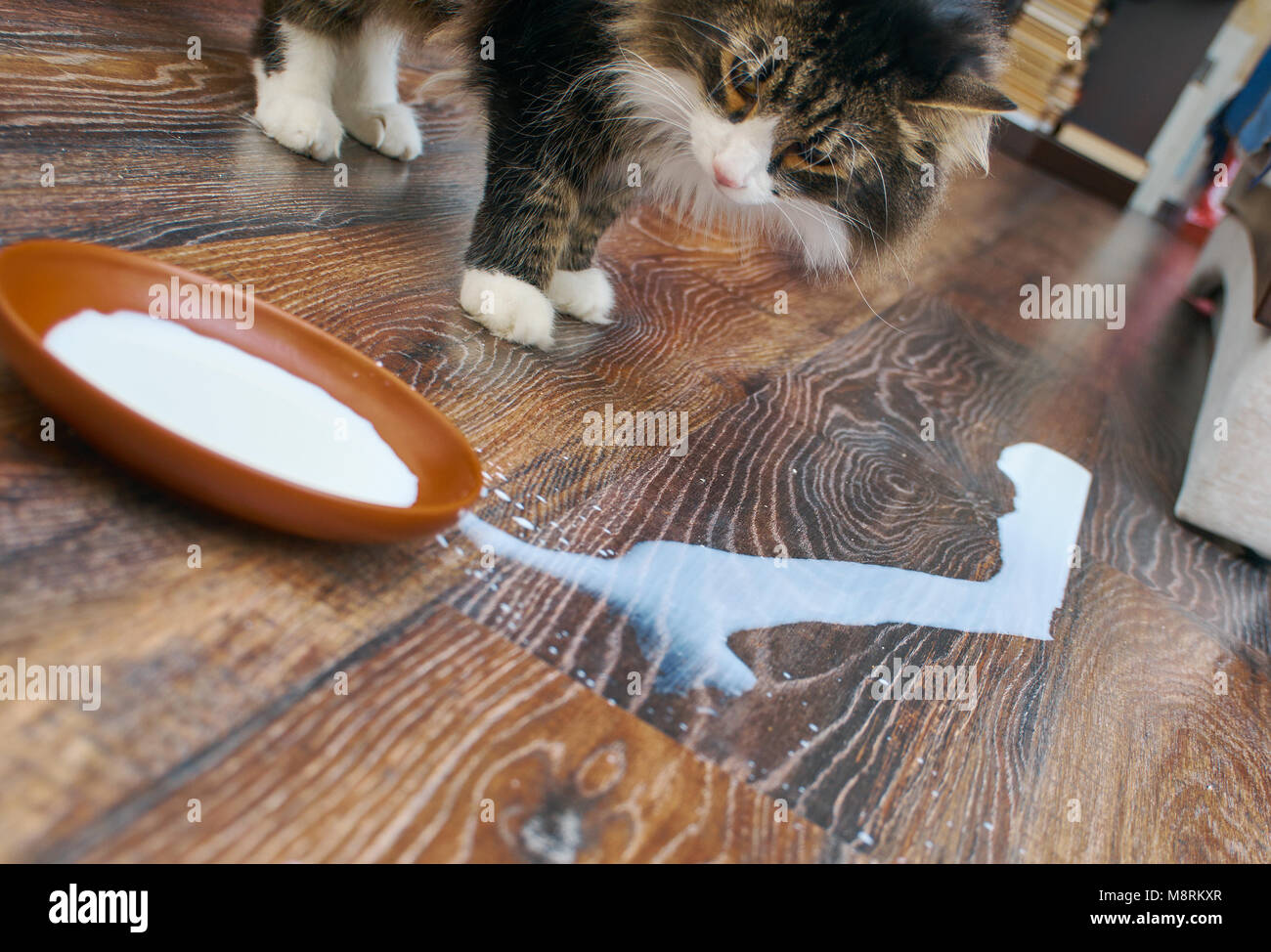 adult cat drinking saucer full of milk Stock Photo - Alamy