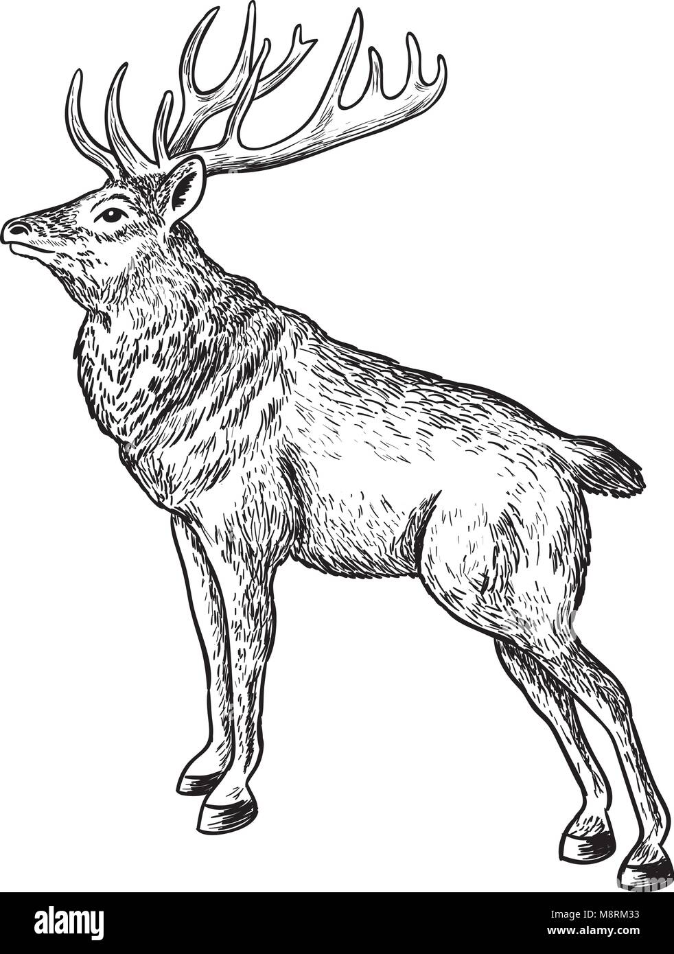 White Stag Drawing