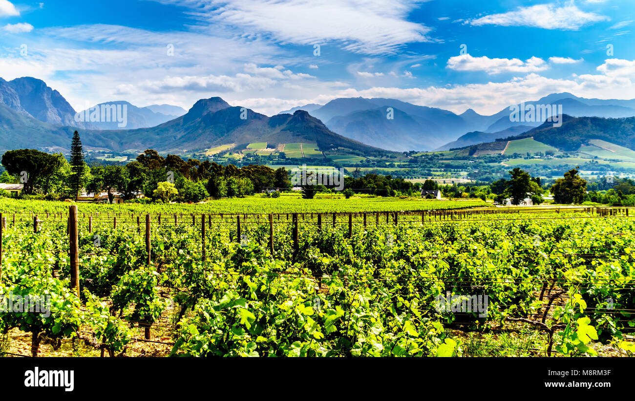 Vineyards of the Cape Winelands in the Franschhoek Valley in the ...