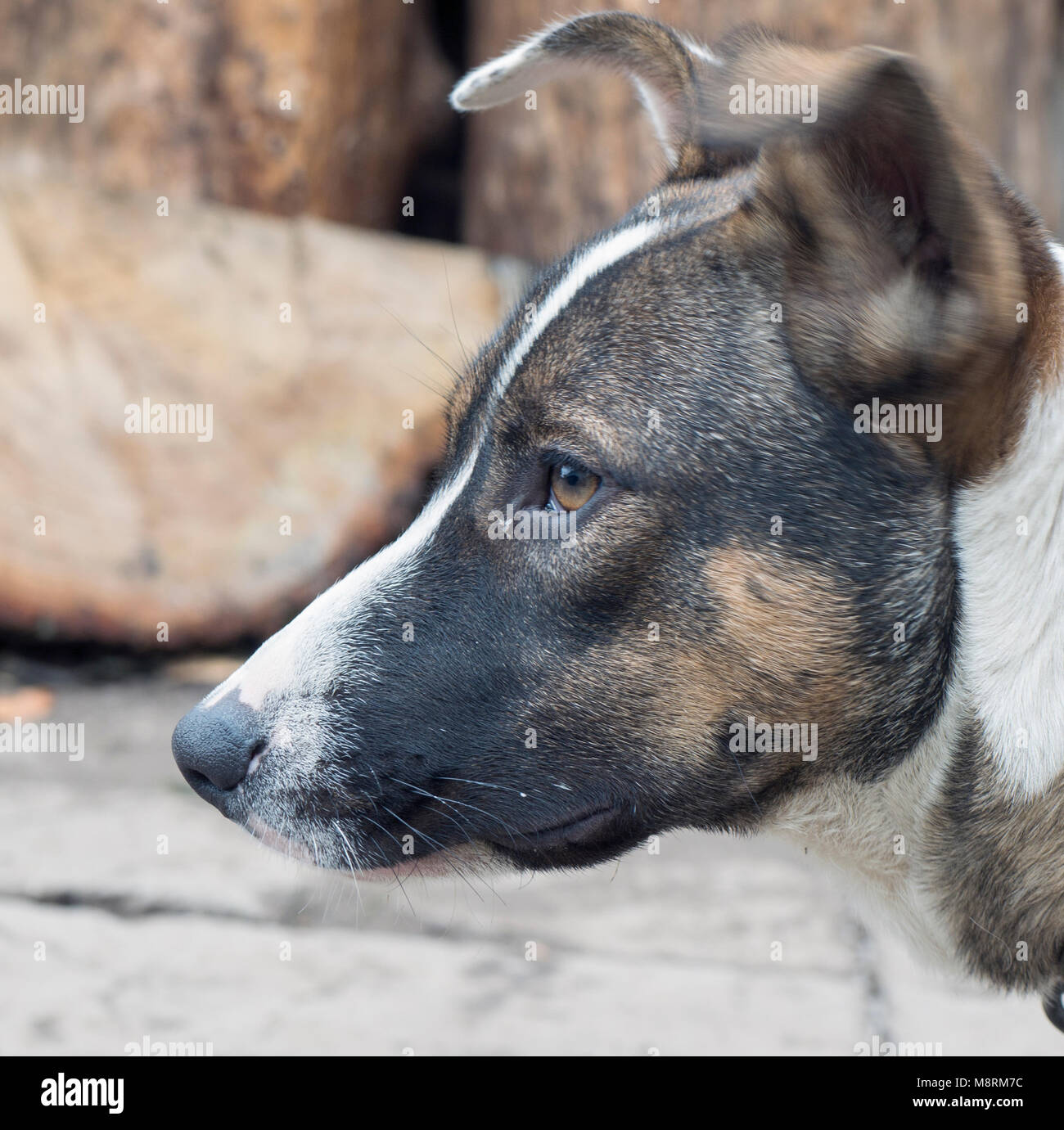 The sad stray dog waiting for its owner Stock Photo - Alamy