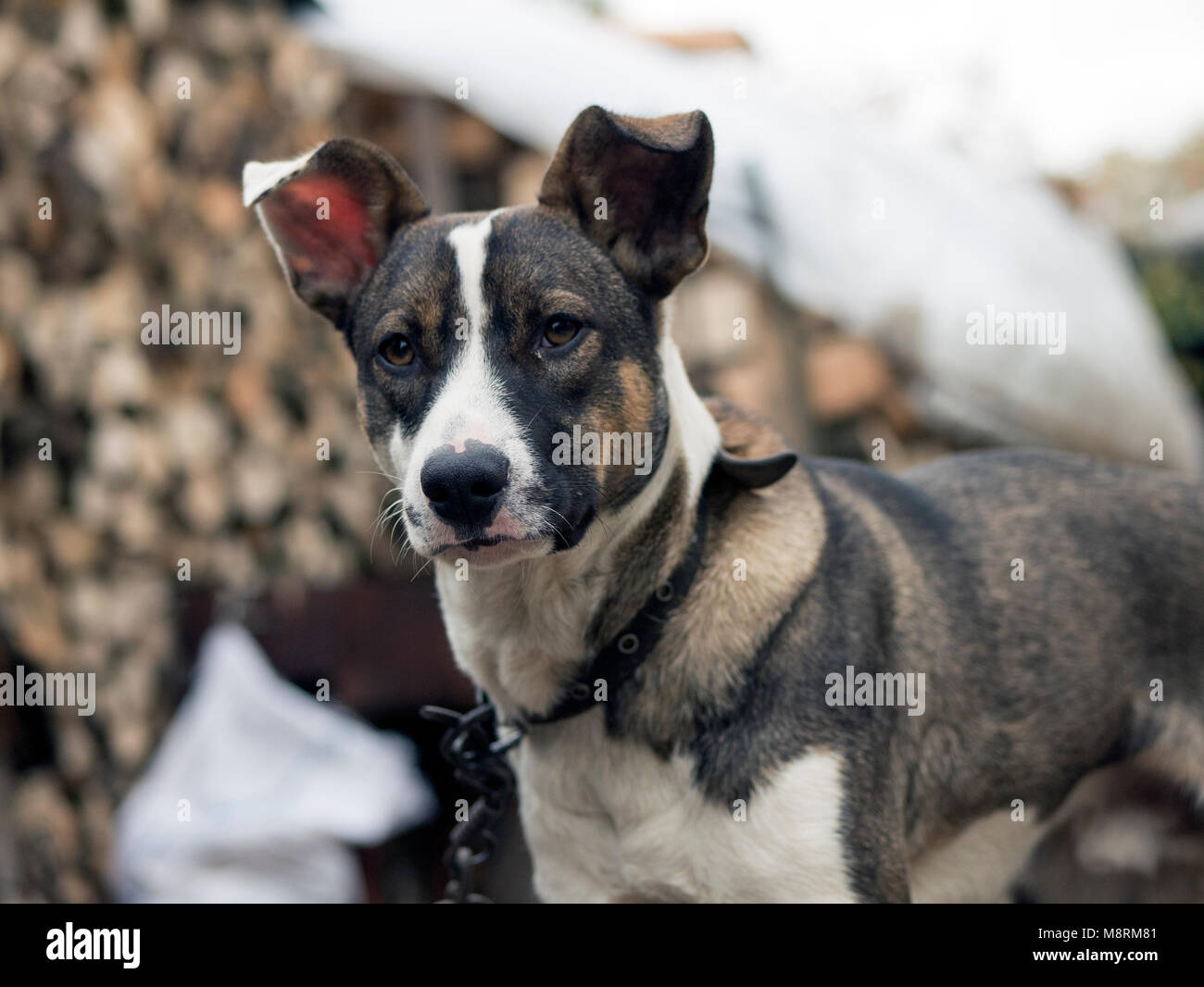 cute unhappy dog upset, lonely, stray dog Stock Photo - Alamy