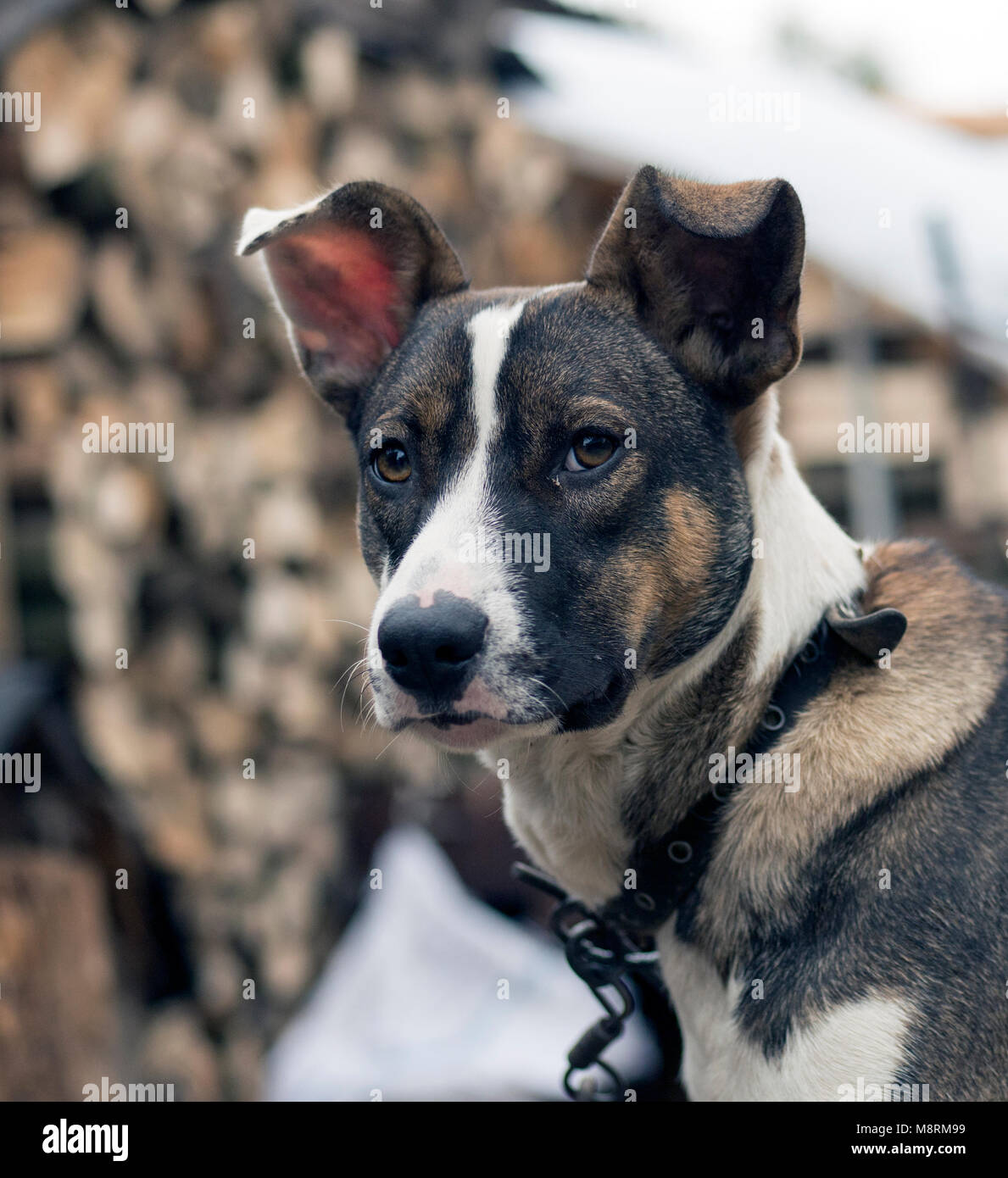 Portrait of a Sad Homeless Dog Stock Photo - Alamy