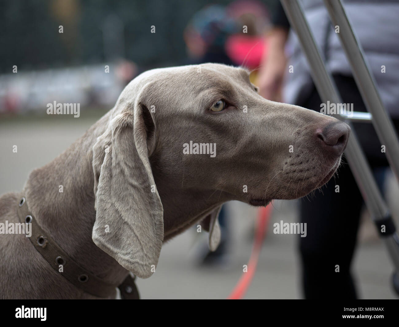 Weimaraner male lying hi-res stock photography and images - Alamy