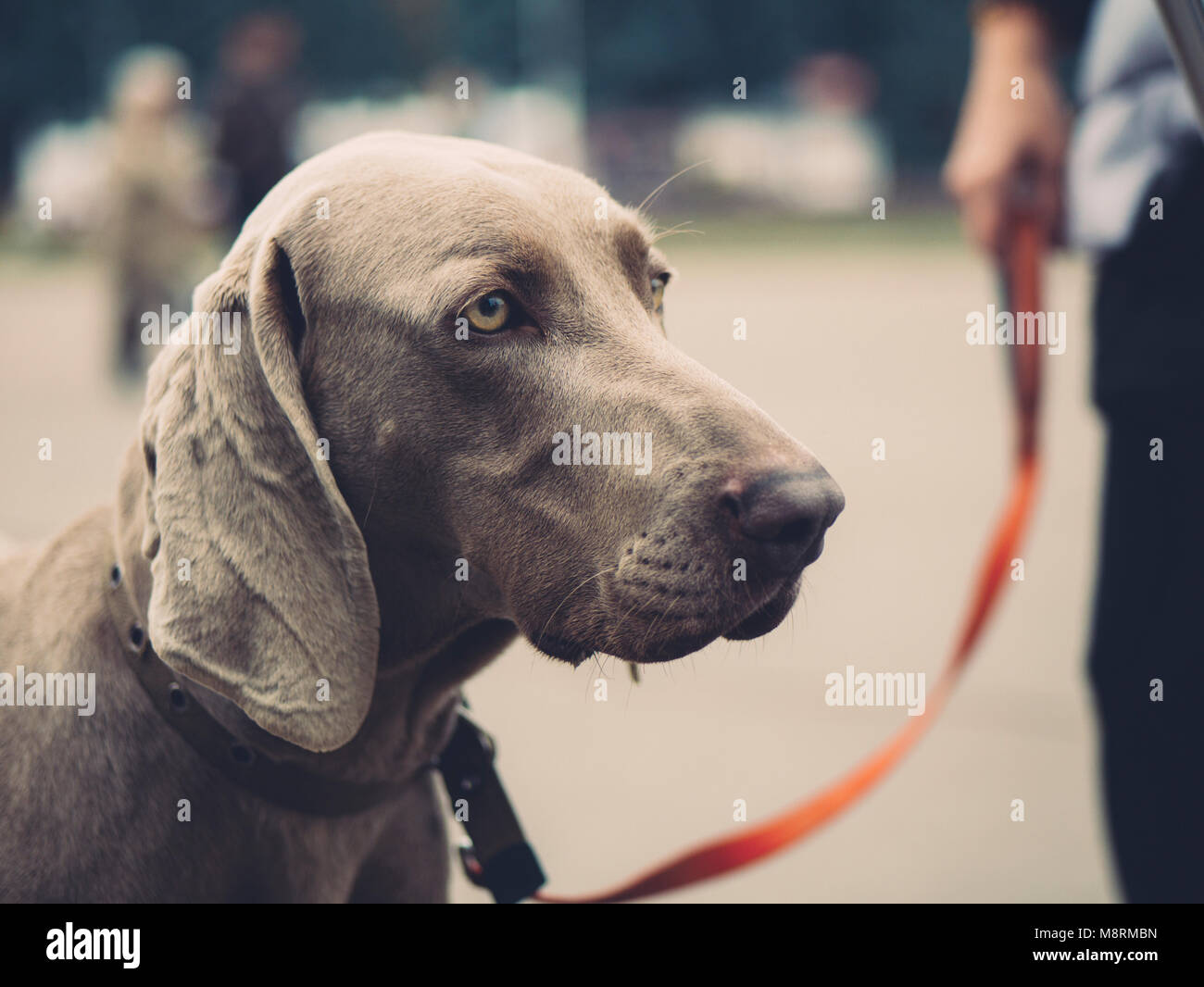 The portrait dog breed Weimaraner close-up on open air Stock Photo - Alamy