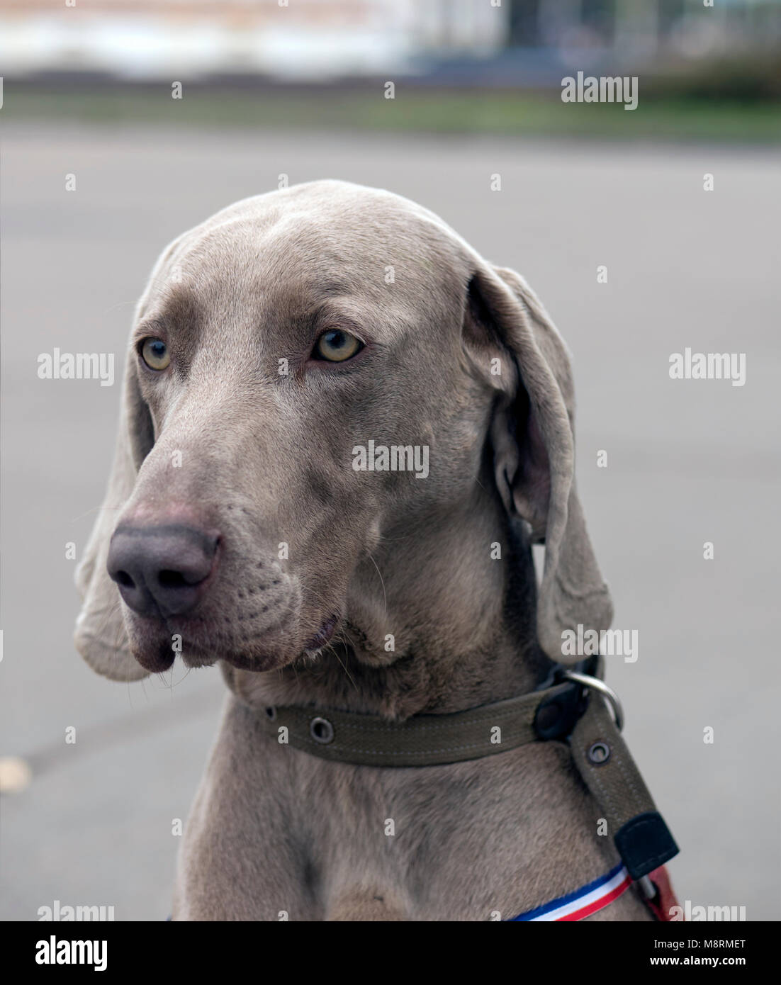 A beautiful image of a male weimaraner Stock Photo - Alamy