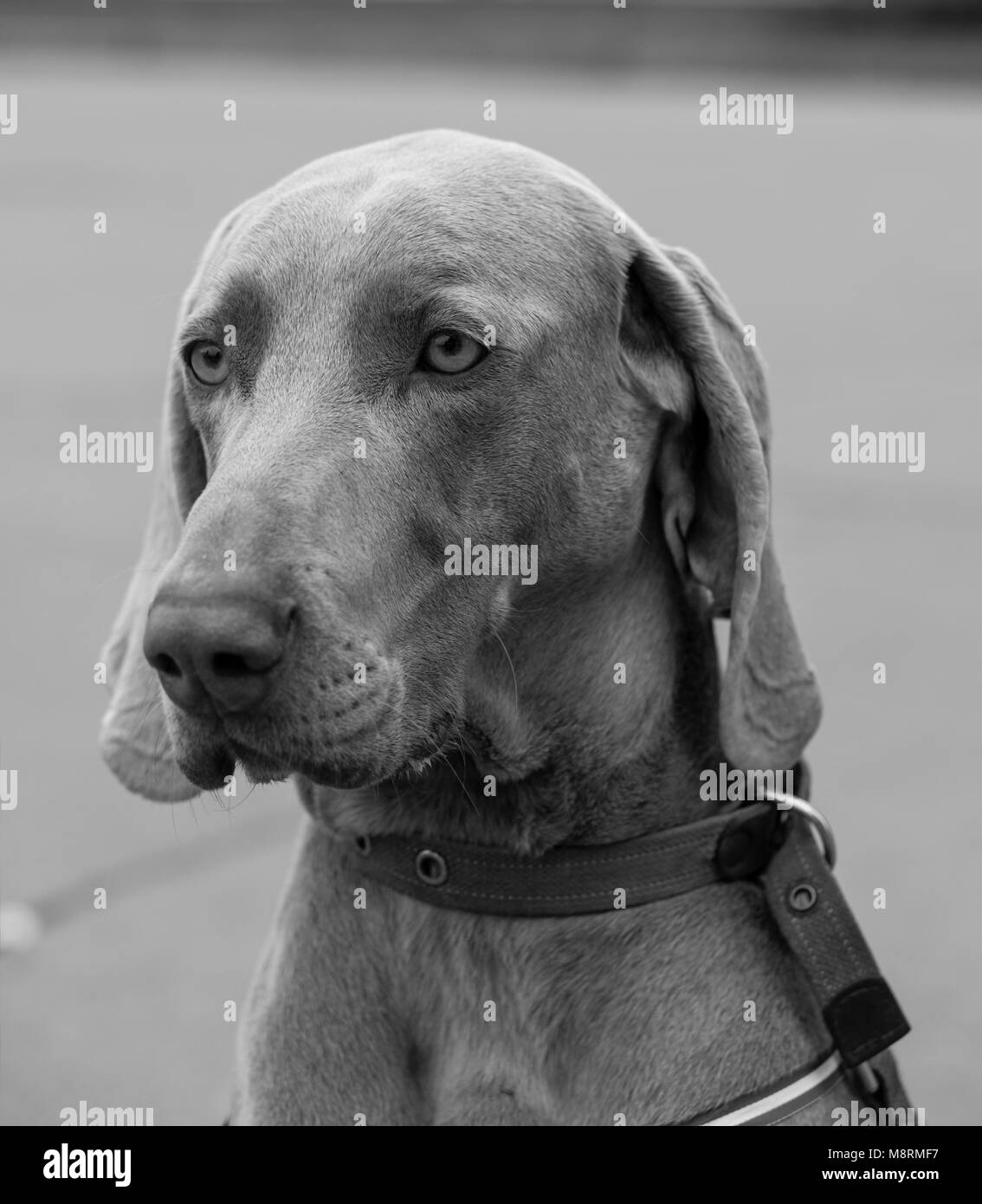 Weimaraner male standing Black and White Stock Photos & Images - Alamy