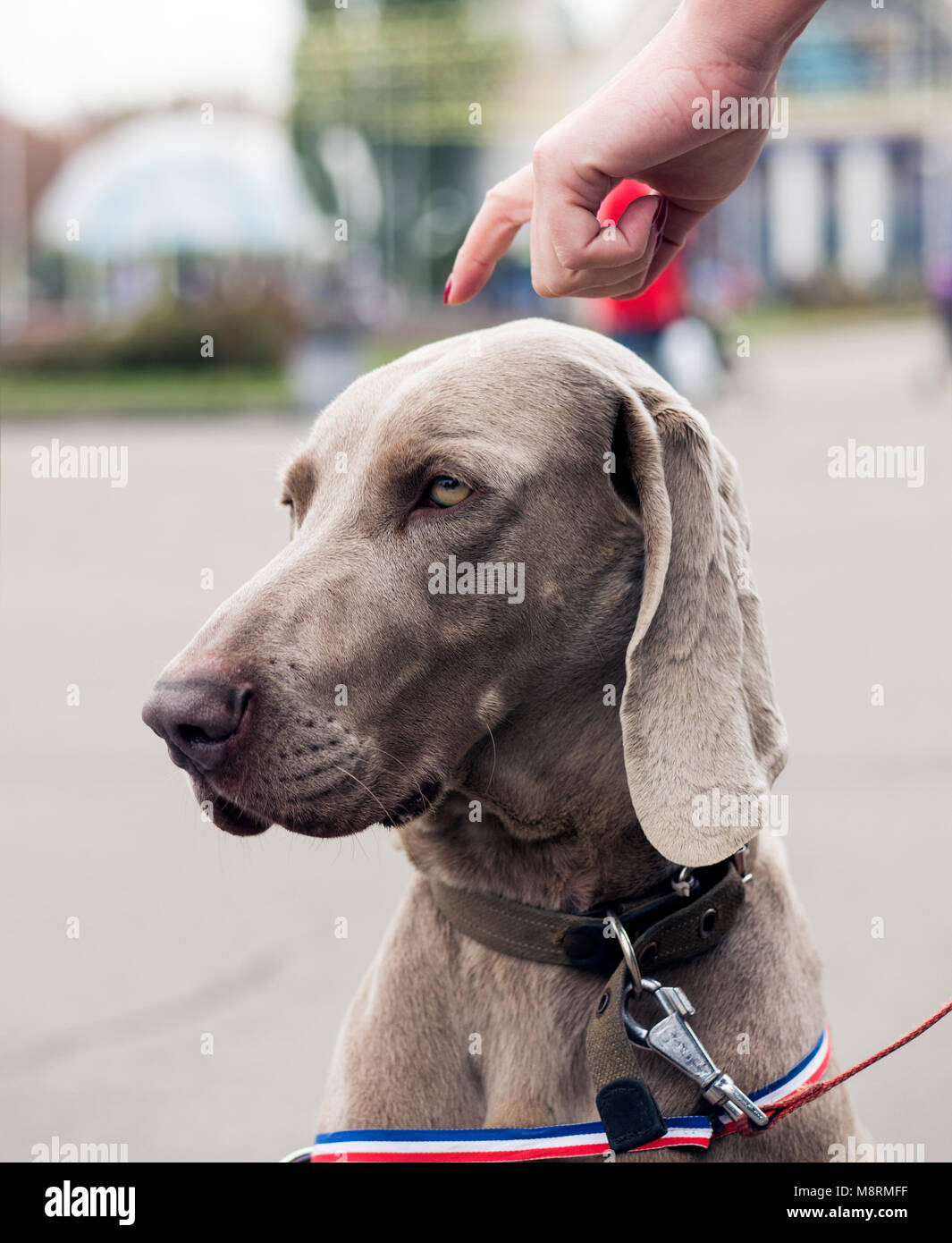 A beautiful Weimaraner dog Stock Photo - Alamy
