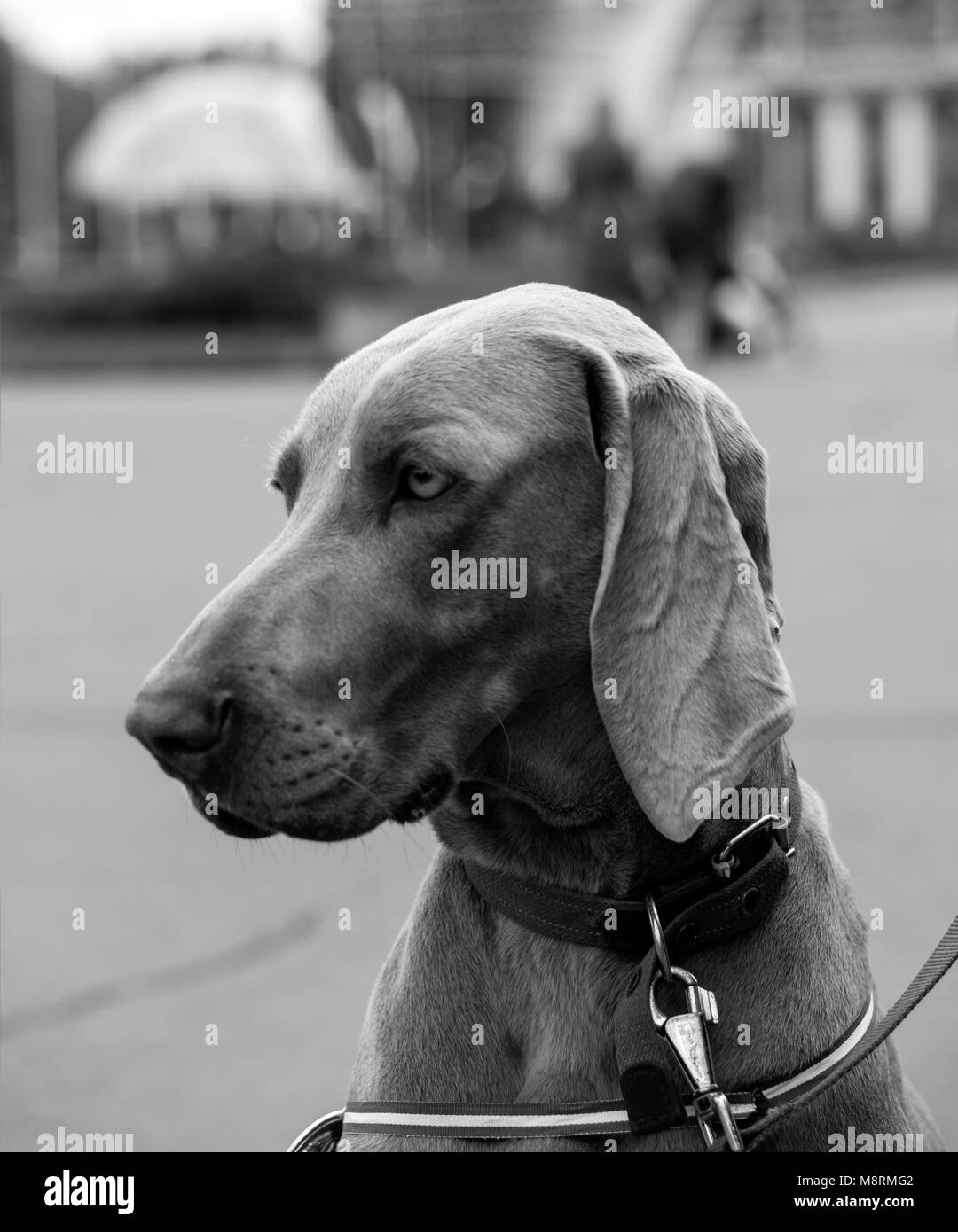 Black Weimaraner