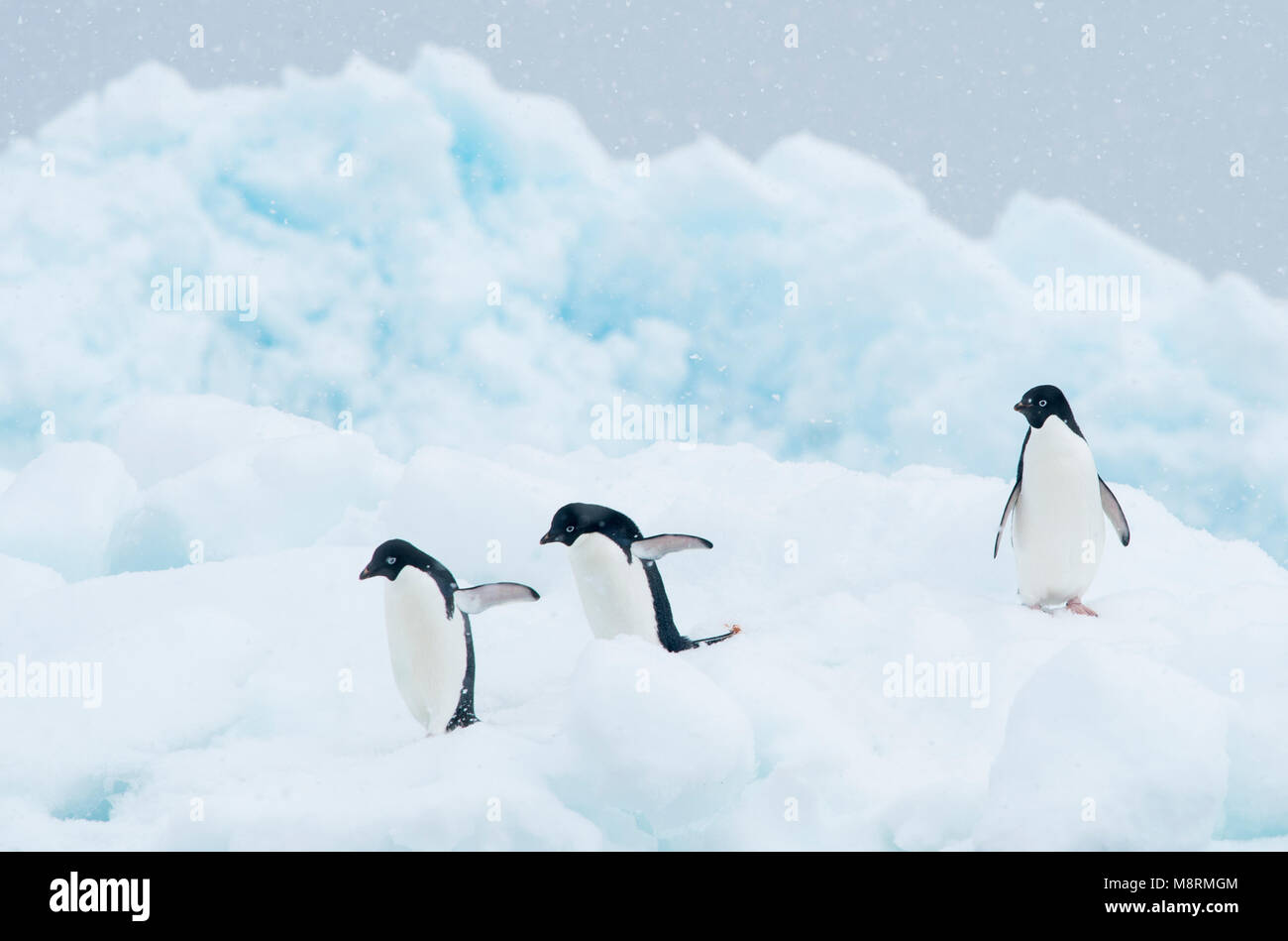 Adelie penguins walk along the top of an iceberg as snow falls in ...