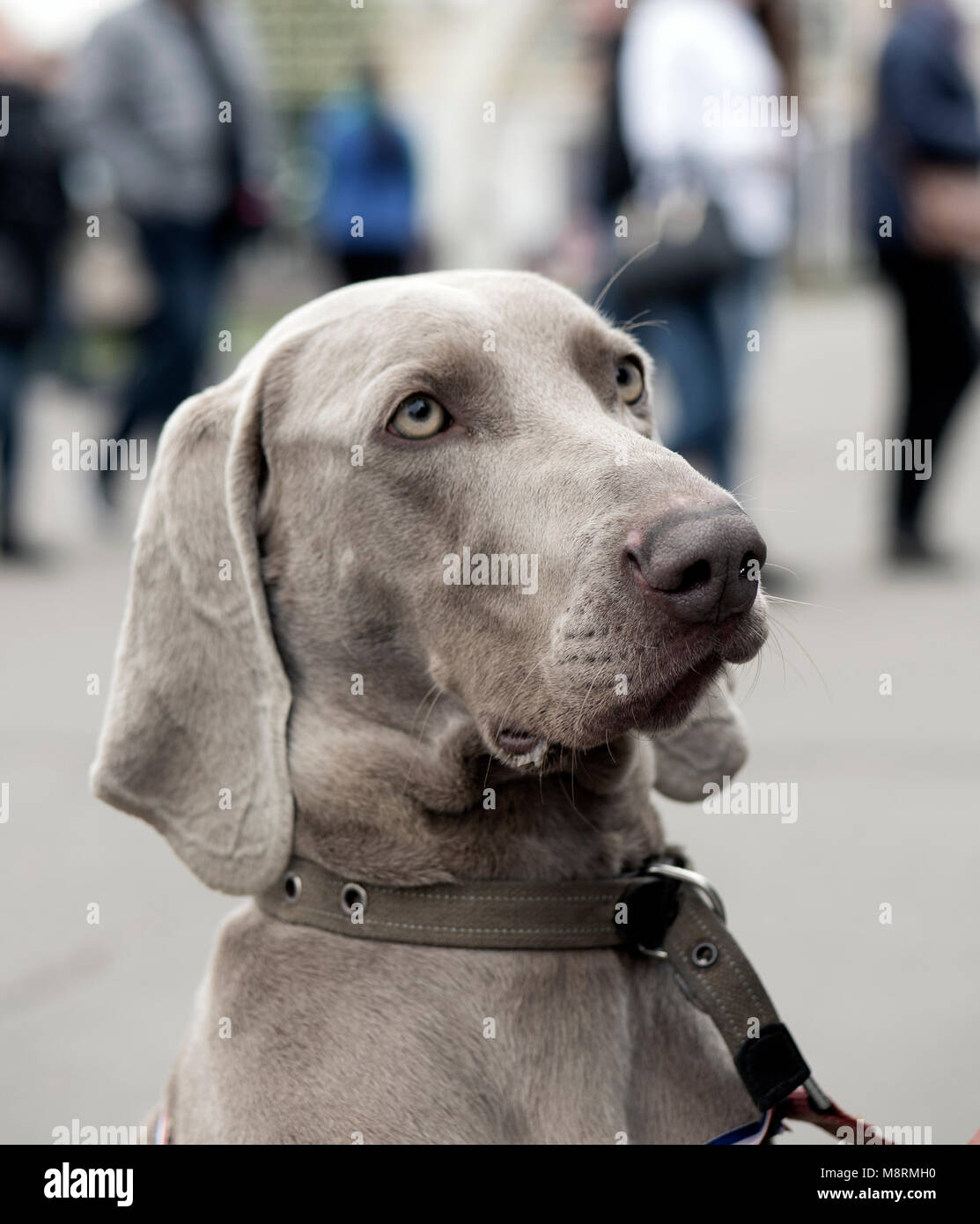 head of weimaraner dog on blurred background Stock Photo - Alamy