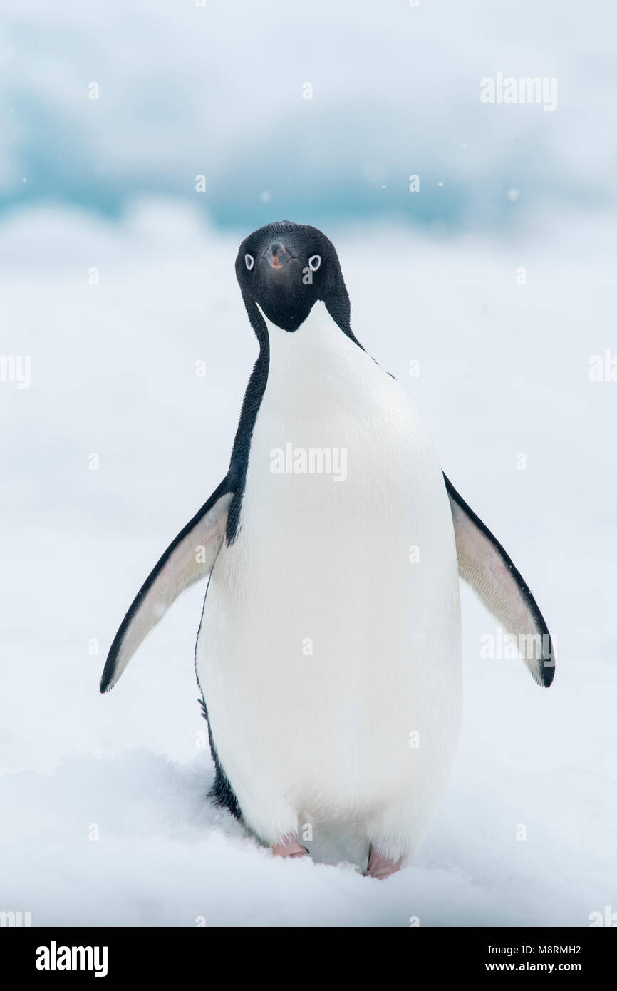 An Adelie penguin stands on top of an iceberg as snow falls in ...
