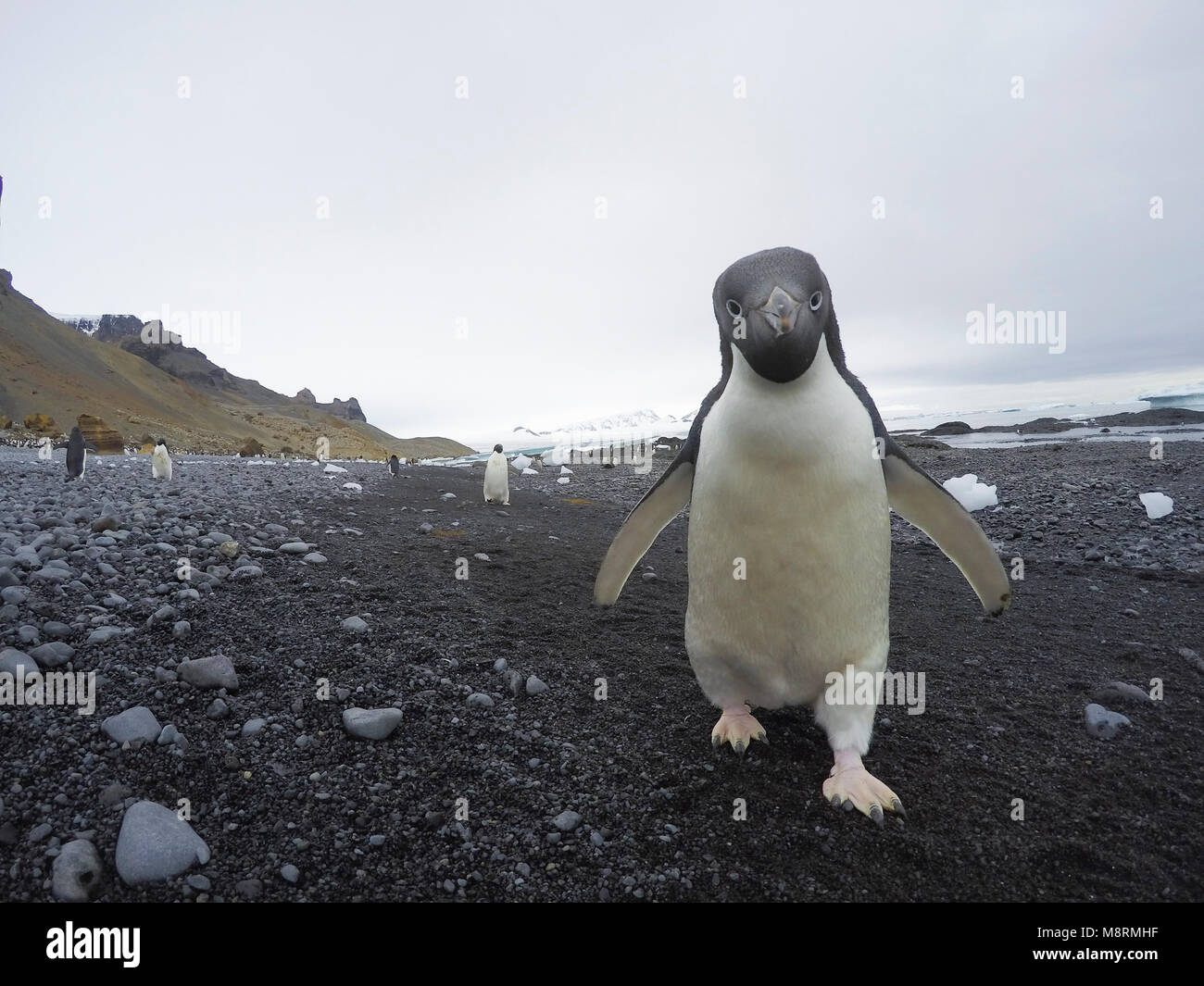 Close up portrait of an Adelie penguin at Brown Bluff, Antarctica Stock ...