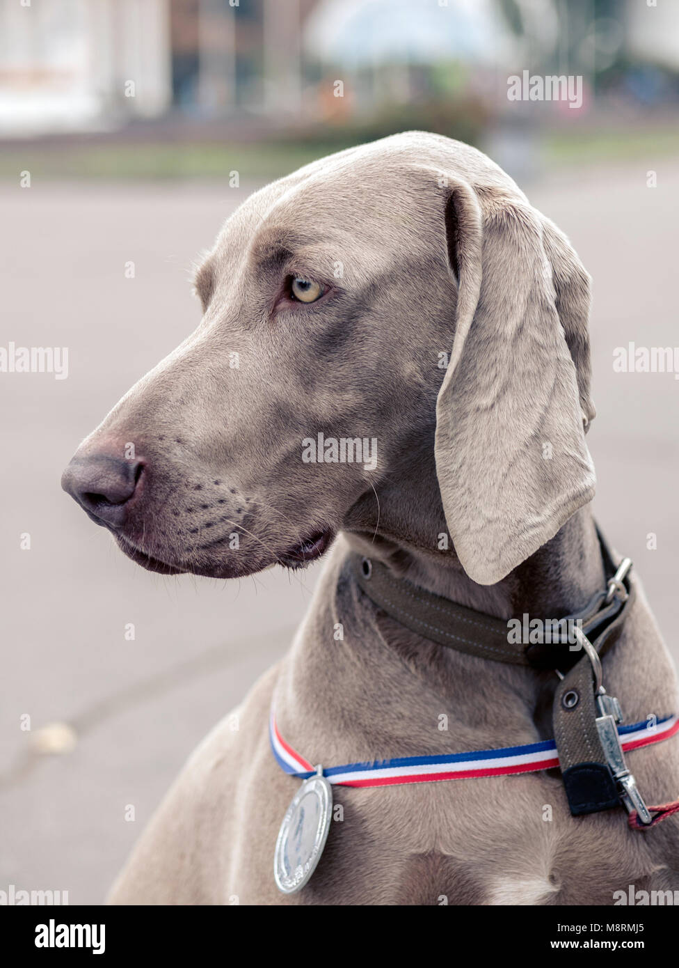 Portrait dog Weimaraner with medals on the outdoor Stock Photo - Alamy