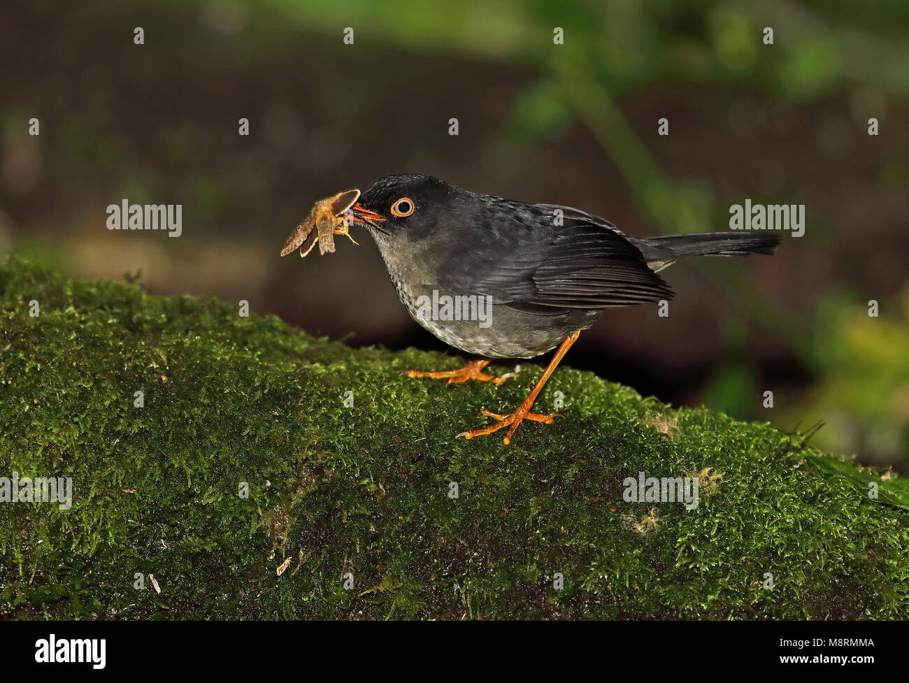 Slaty-backed Nightingale-thrush (Catharus fuscater fuscater) adult on ...