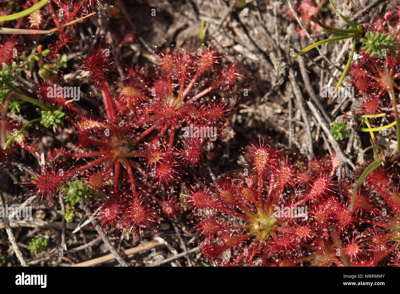 Oblong leaved sundews hi-res stock photography and images - Alamy