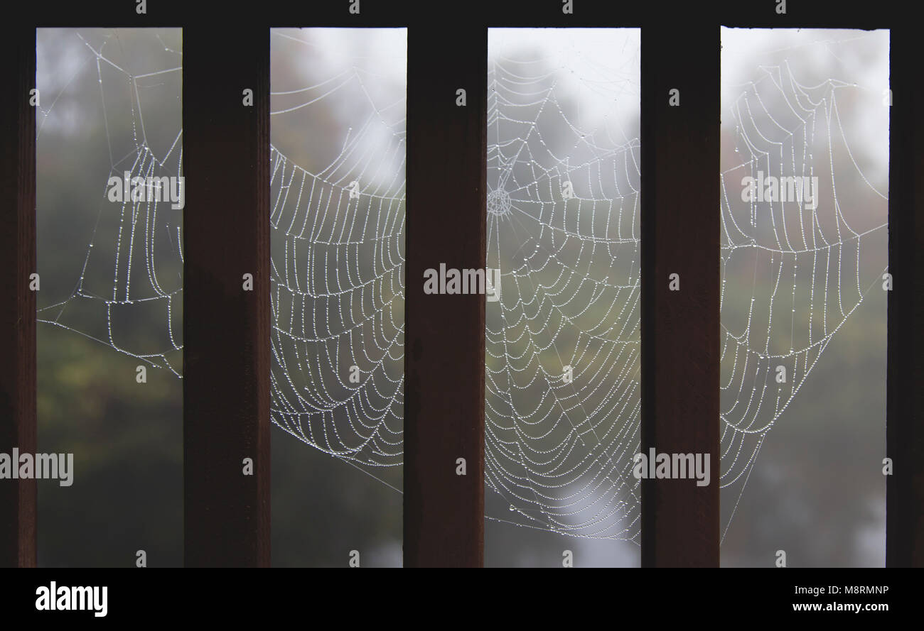 Close-up of wet spider web by wooden railing Stock Photo - Alamy