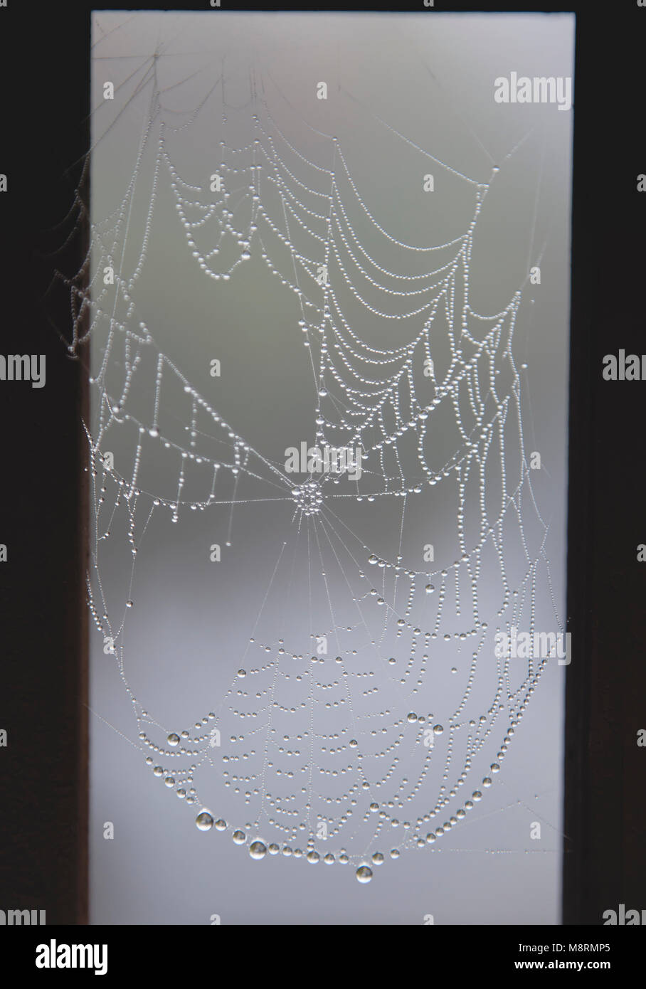 Close-up of wet spider web Stock Photo - Alamy