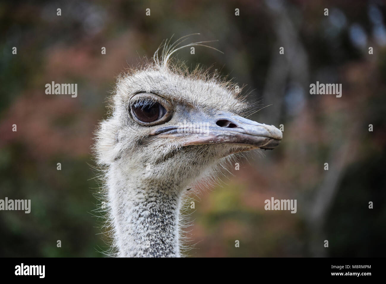 Close-up portrait of ostrich Stock Photo - Alamy