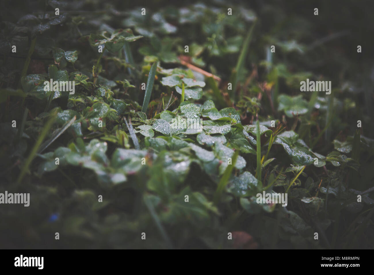 Wet weather rain plants hi-res stock photography and images - Alamy