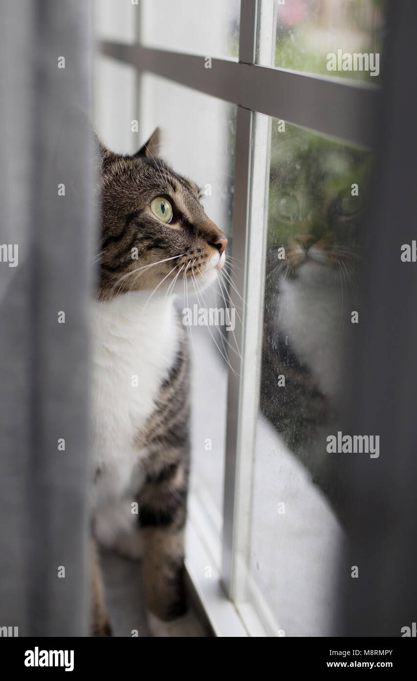 Close-up of cat looking through window at home Stock Photo - Alamy