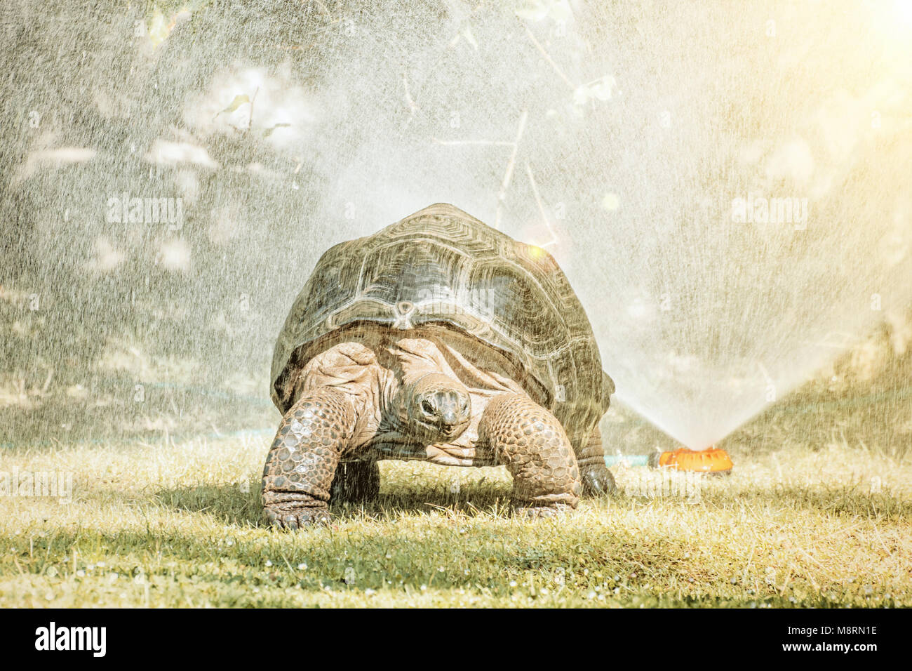Galapagos giant tortoise - Chelonoidis nigra and garden water sprayer ...