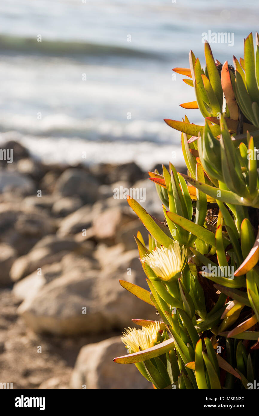 Plants at the beach hi-res stock photography and images - Alamy