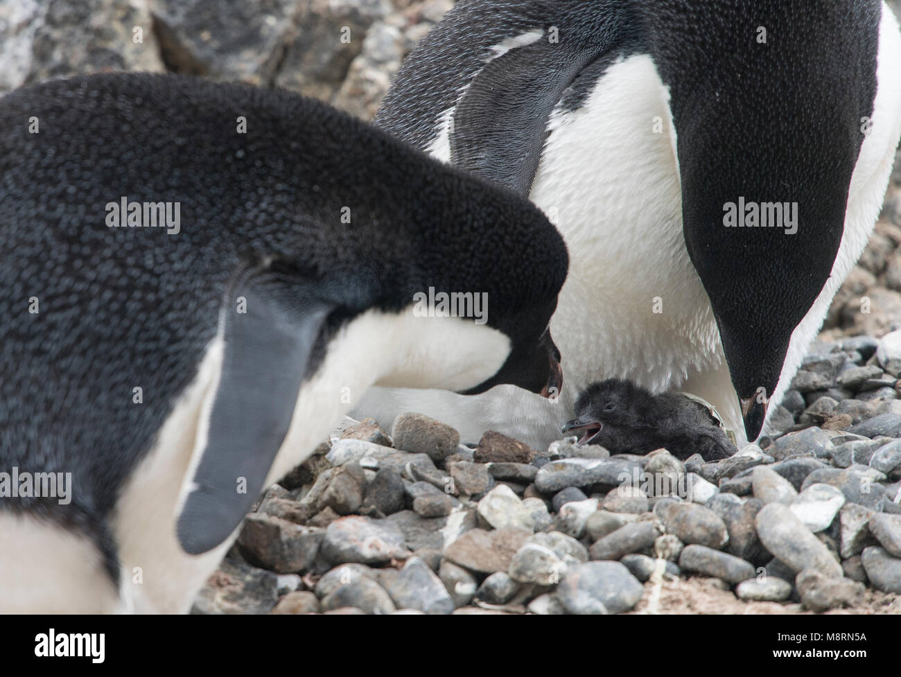 Baby Adelie Penguin